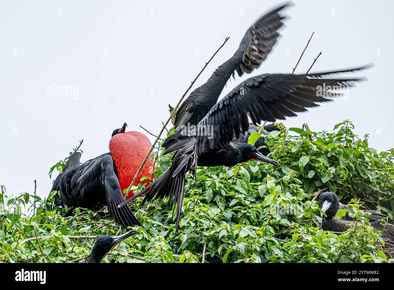 frigatebird - Fregata magnificens - male displaying inflated gular sac ...