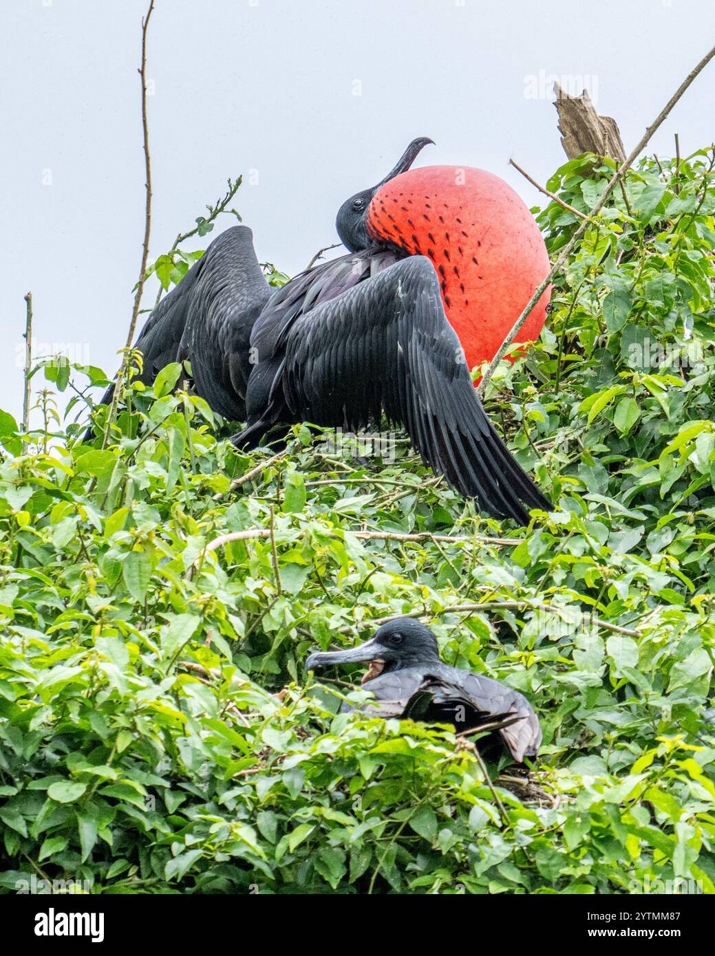 frigatebird - Fregata magnificens - male displaying inflated gular sac ...