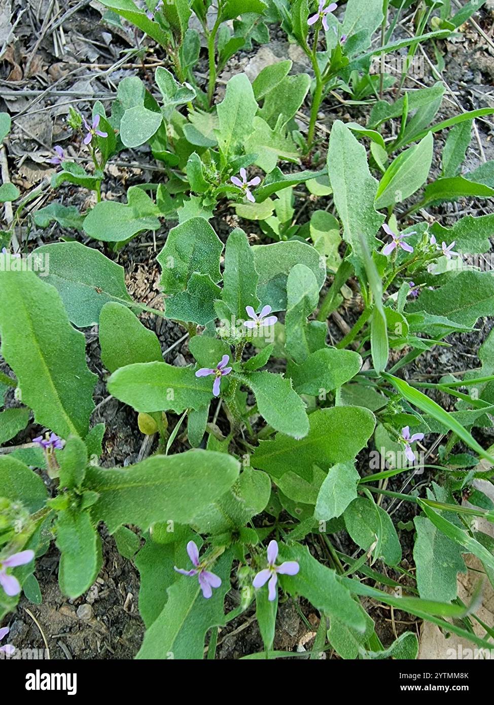 crossflower (Chorispora tenella Stock Photo - Alamy