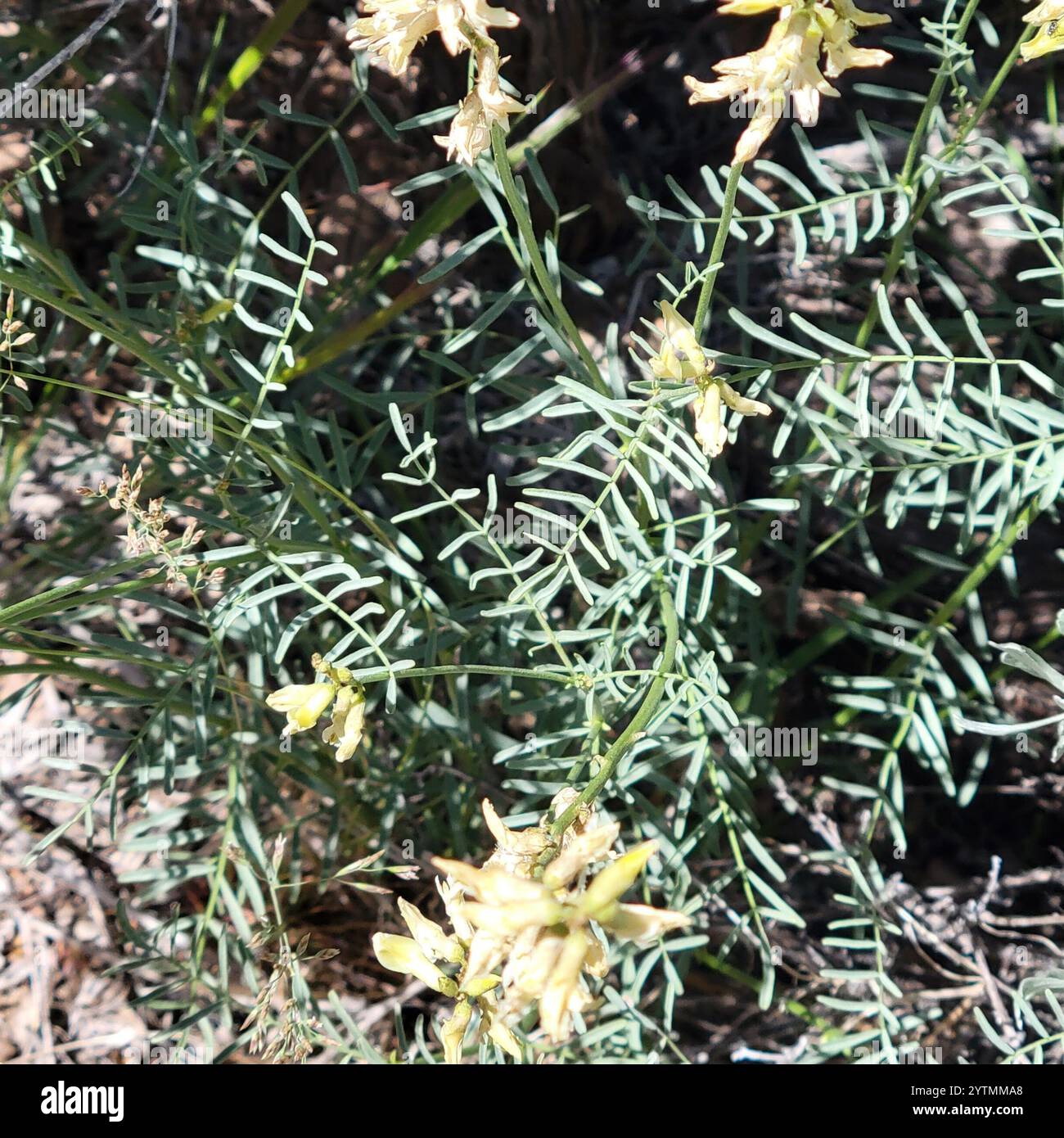basalt milkvetch (Astragalus filipes Stock Photo - Alamy