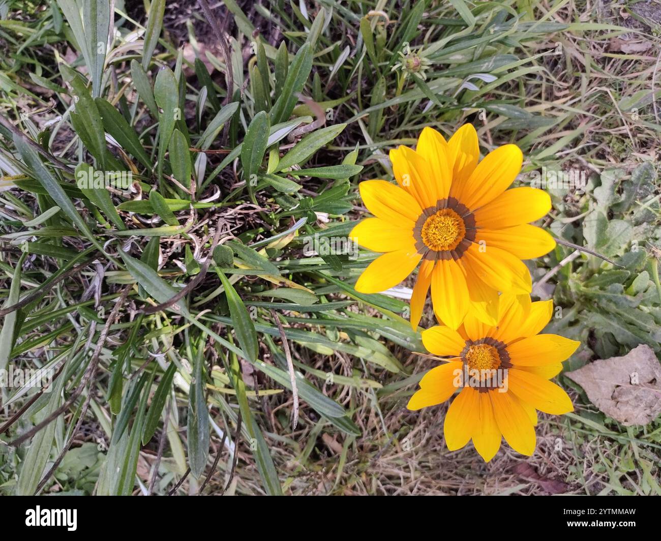 Treasure Flowers (Gazania Stock Photo - Alamy