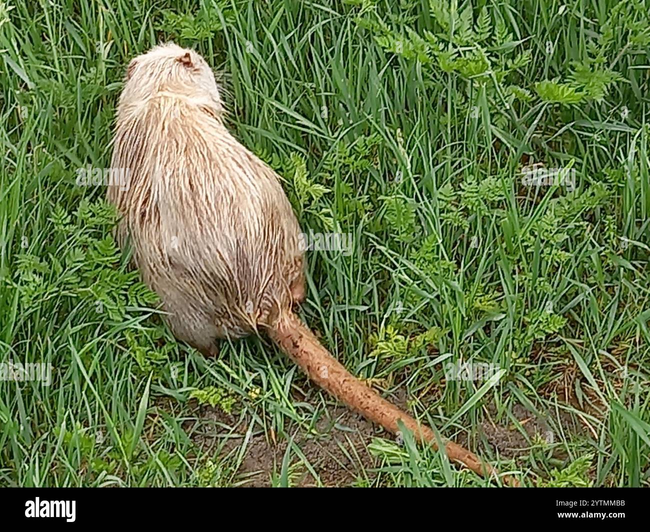 Coypu (Myocastor coypus Stock Photo - Alamy