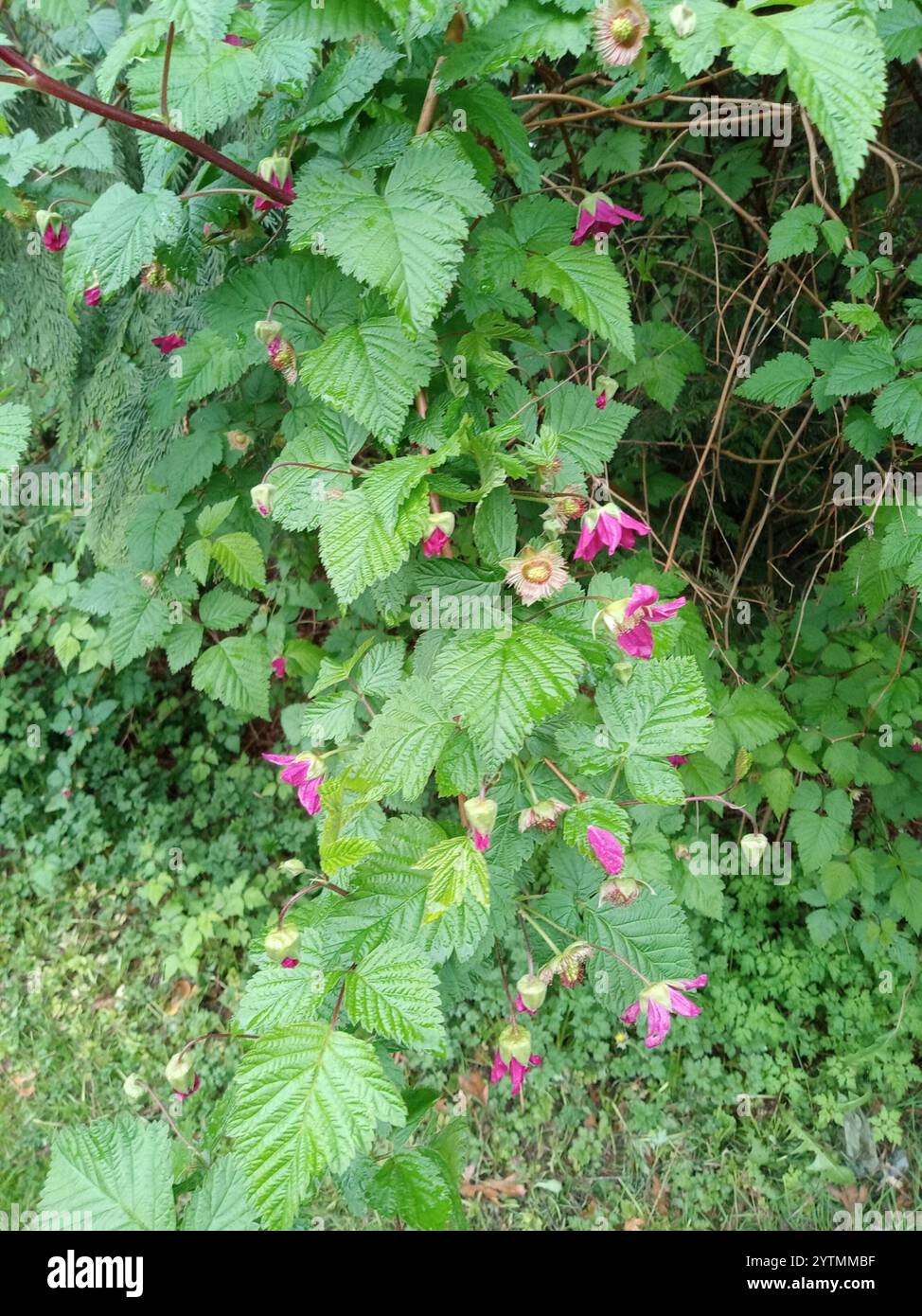 Salmonberry (Rubus spectabilis Stock Photo - Alamy