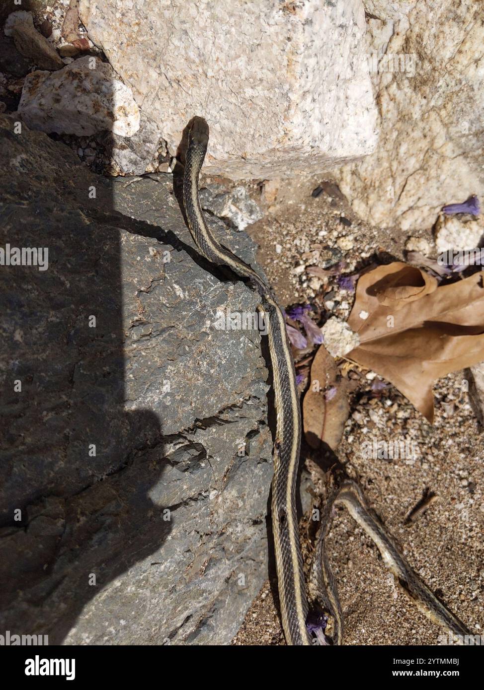 Patchnose snake hi-res stock photography and images - Alamy