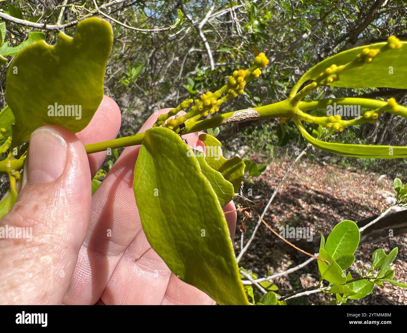 Mahogany Mistletoe (Phoradendron rubrum Stock Photo - Alamy