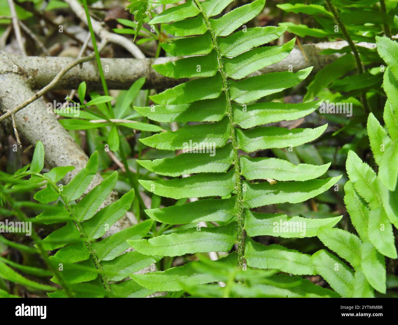 Christmas fern (Polystichum acrostichoides Stock Photo - Alamy