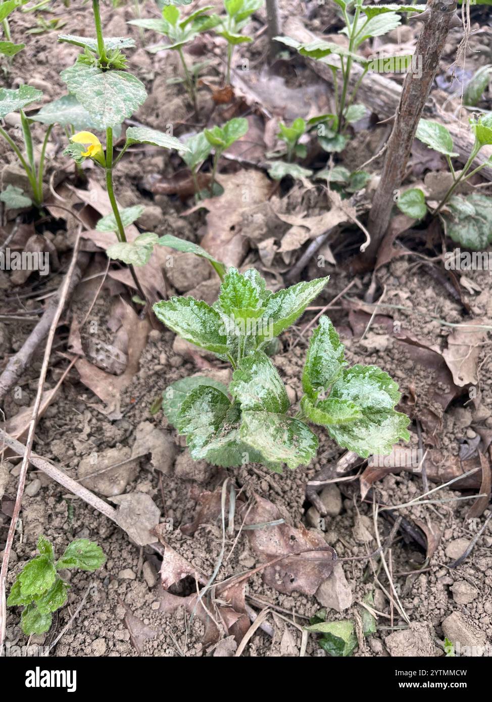 Variegated Yellow Archangel (Lamium galeobdolon argentatum Stock Photo ...