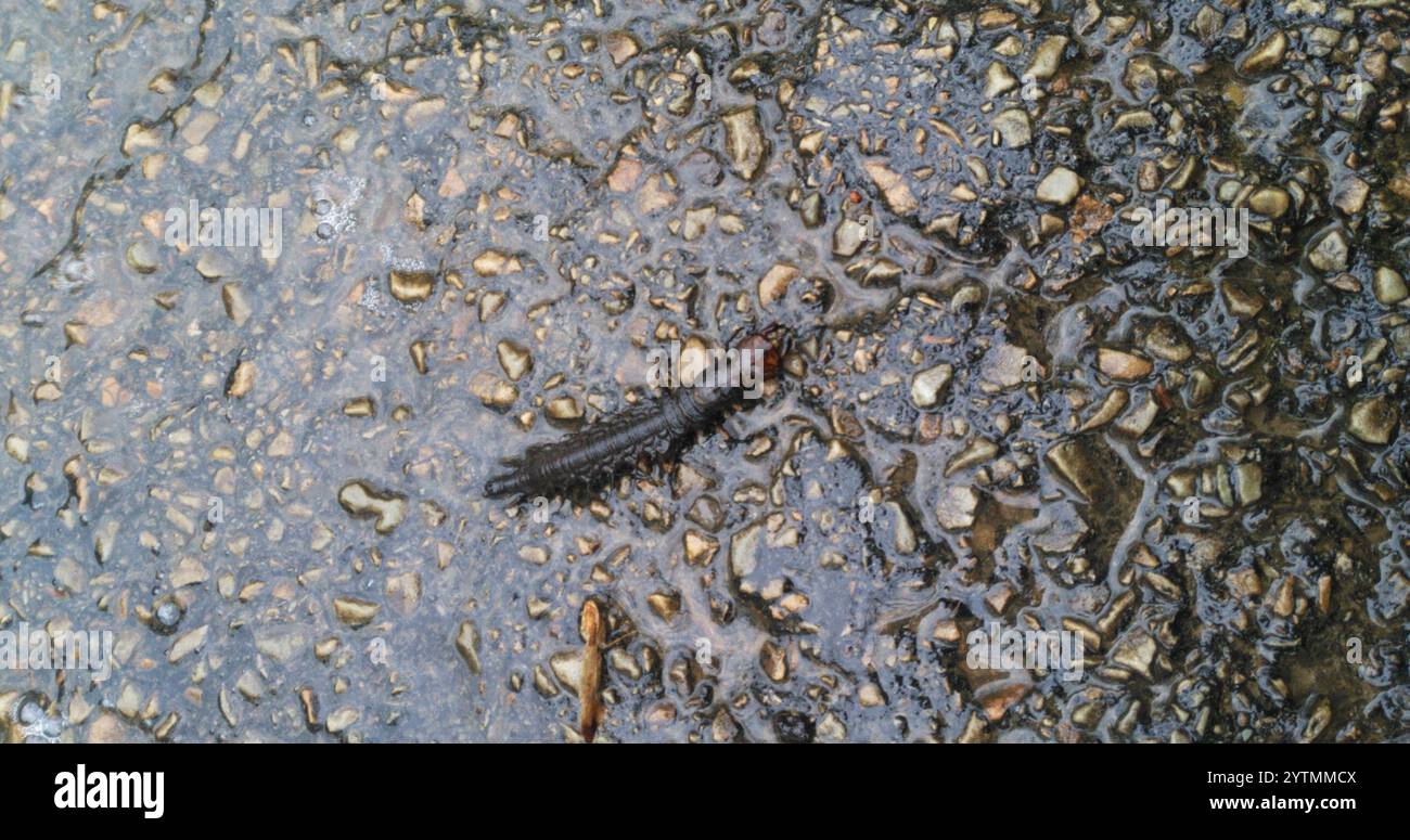 Eastern Dobsonfly (Corydalus cornutus Stock Photo - Alamy
