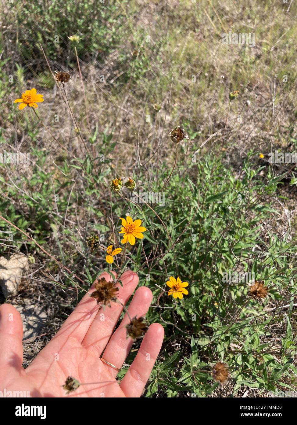 Texas creeping-oxeye (Wedelia hispida Stock Photo - Alamy