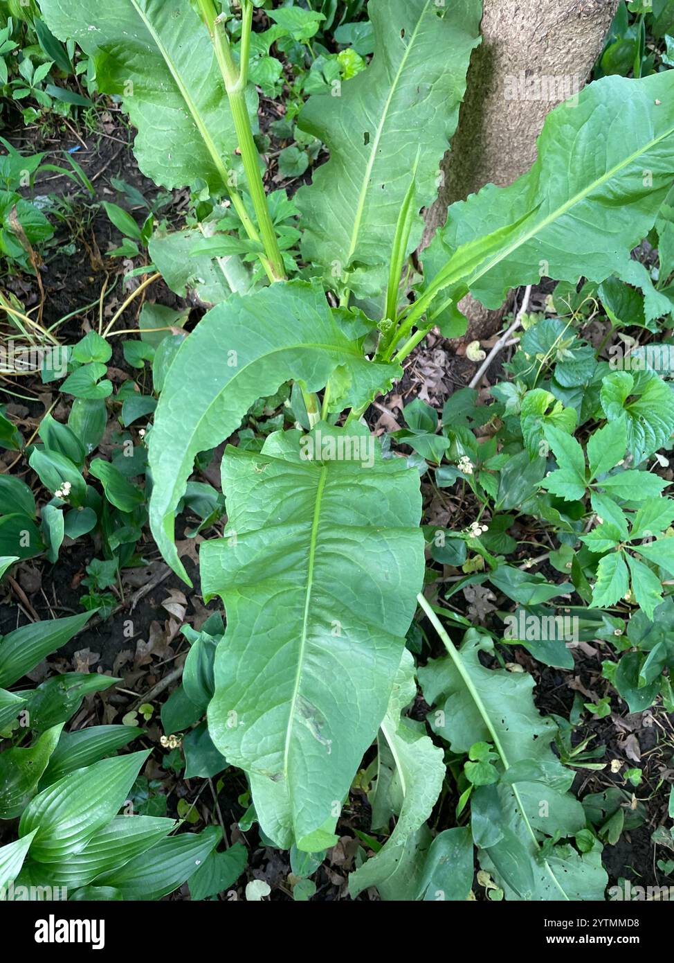 Patience Dock (Rumex patientia Stock Photo - Alamy