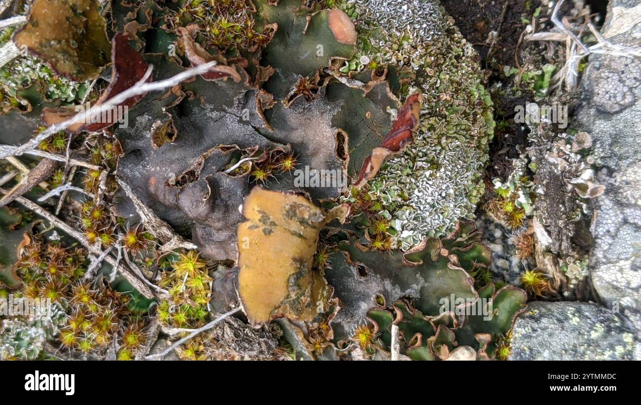 tree pelt lichen (Peltigera collina Stock Photo - Alamy