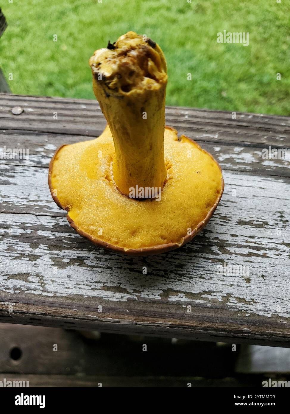 butter-foot bolete (Boletus auripes Stock Photo - Alamy