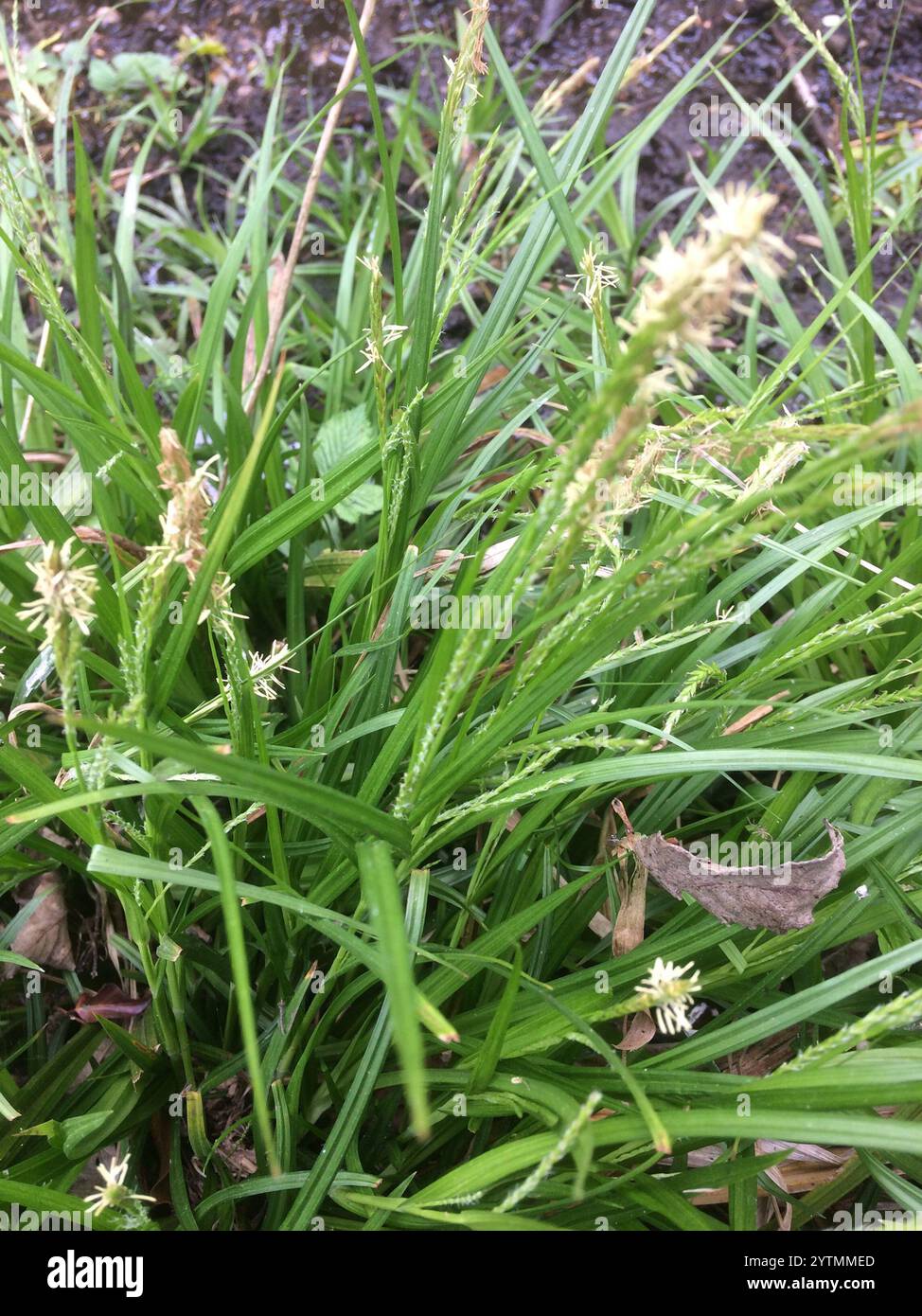 thin-spiked wood sedge (Carex strigosa Stock Photo - Alamy