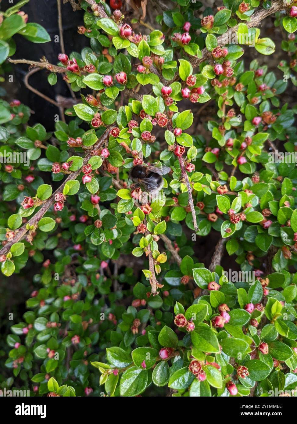 Tree Bumble Bee (Bombus hypnorum Stock Photo - Alamy