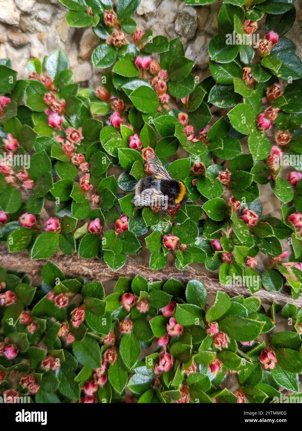 White-tailed Bumble Bee (Bombus lucorum Stock Photo - Alamy
