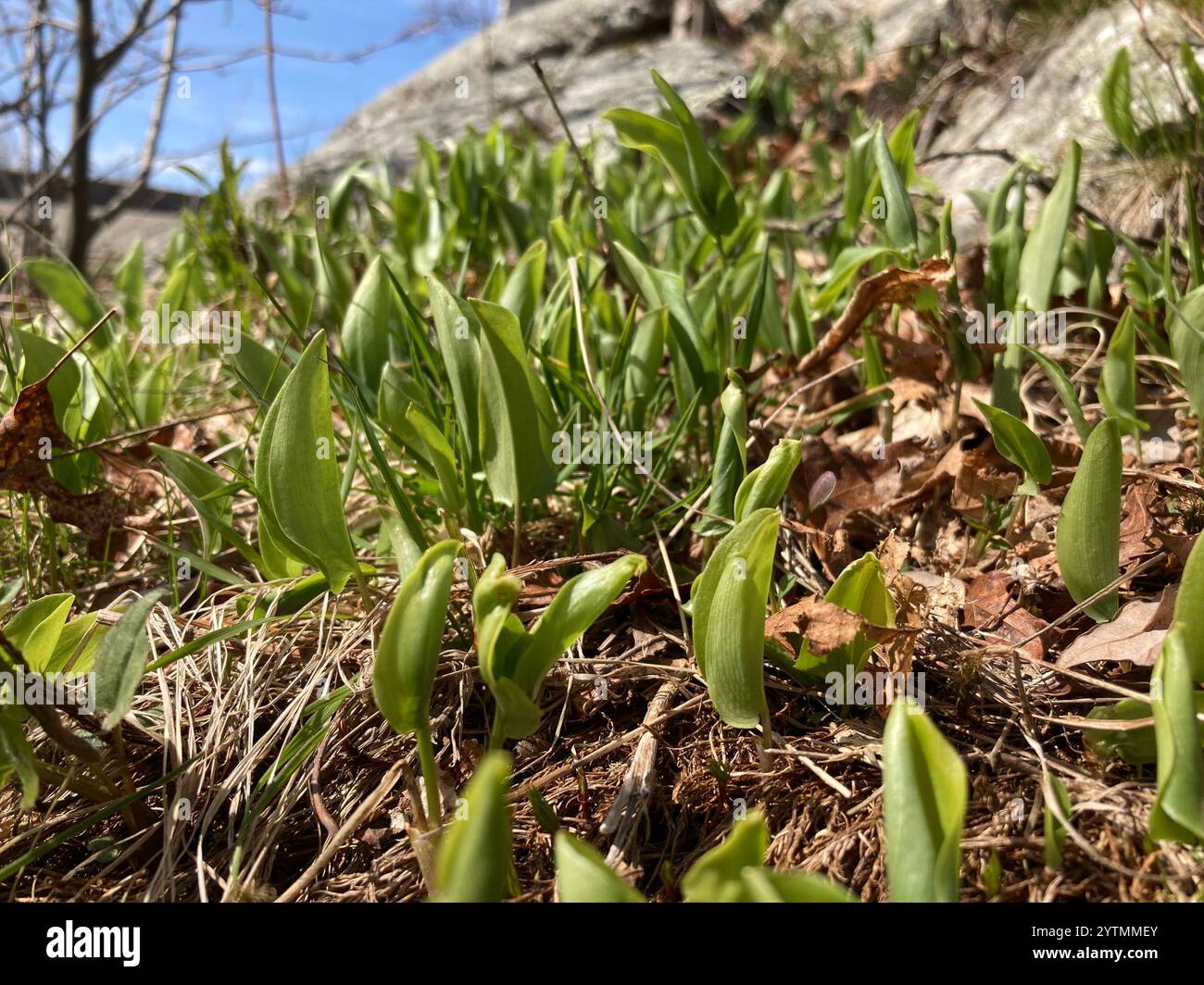 Canada mayflower (Maianthemum canadense Stock Photo - Alamy