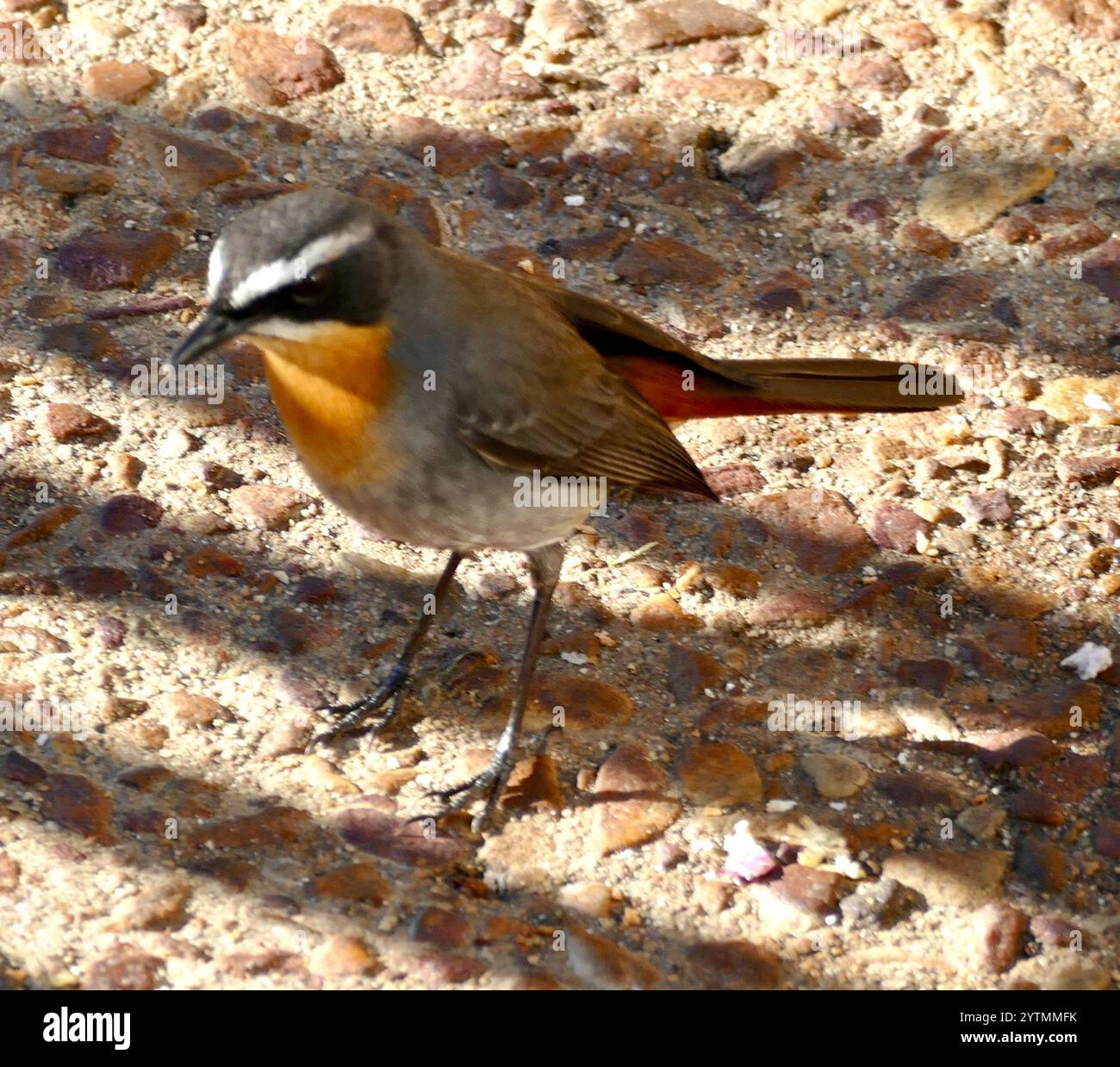 Southern Cape Robin-Chat (Dessonornis caffer caffer Stock Photo - Alamy