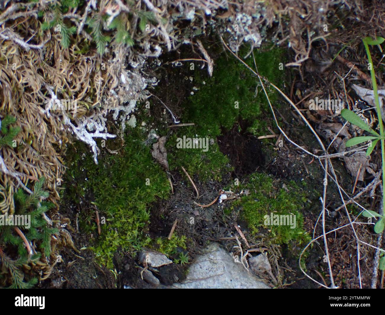 Tufted Thread-moss (Ptychostomum imbricatulum Stock Photo - Alamy