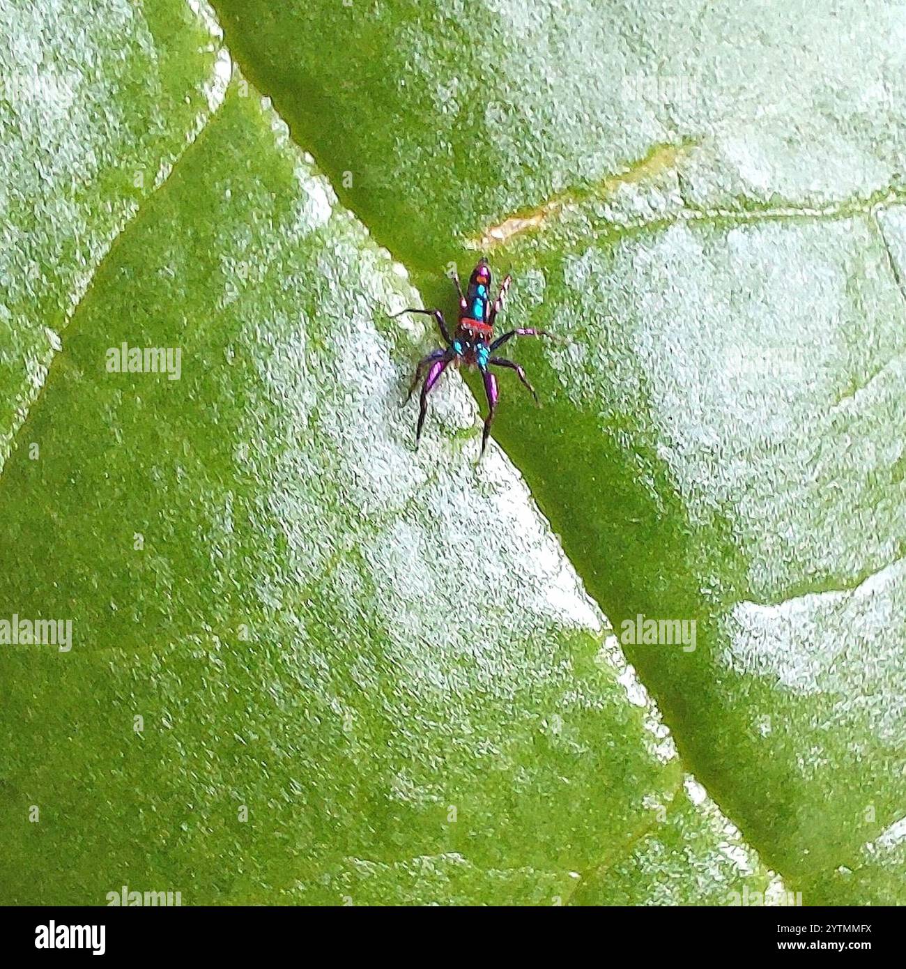 Chrysilla volupe hi-res stock photography and images - Alamy