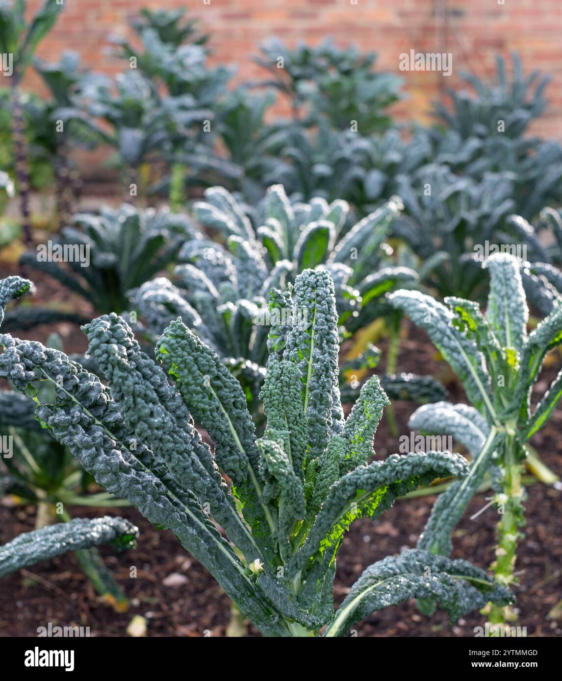 British bred variety dark kale hi-res stock photography and images - Alamy