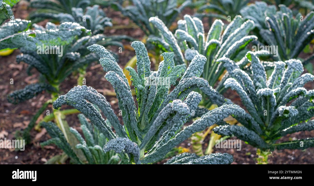 British bred variety dark kale hi-res stock photography and images - Alamy
