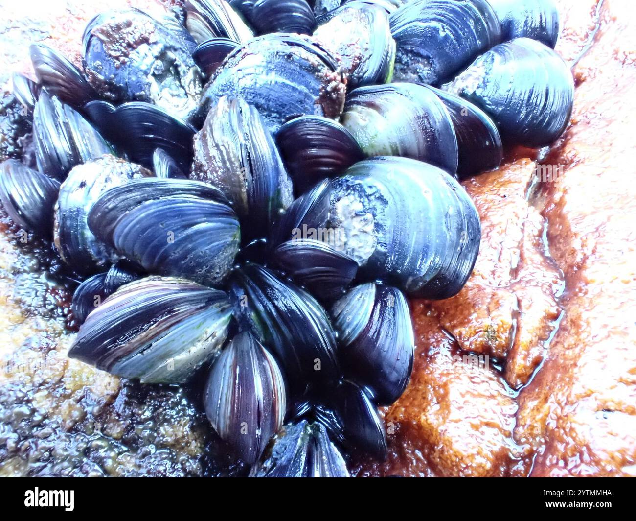 Mediterranean Mussel (Mytilus galloprovincialis Stock Photo - Alamy