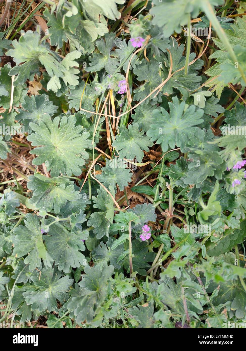 Dove's-foot crane's-bill (Geranium molle Stock Photo - Alamy