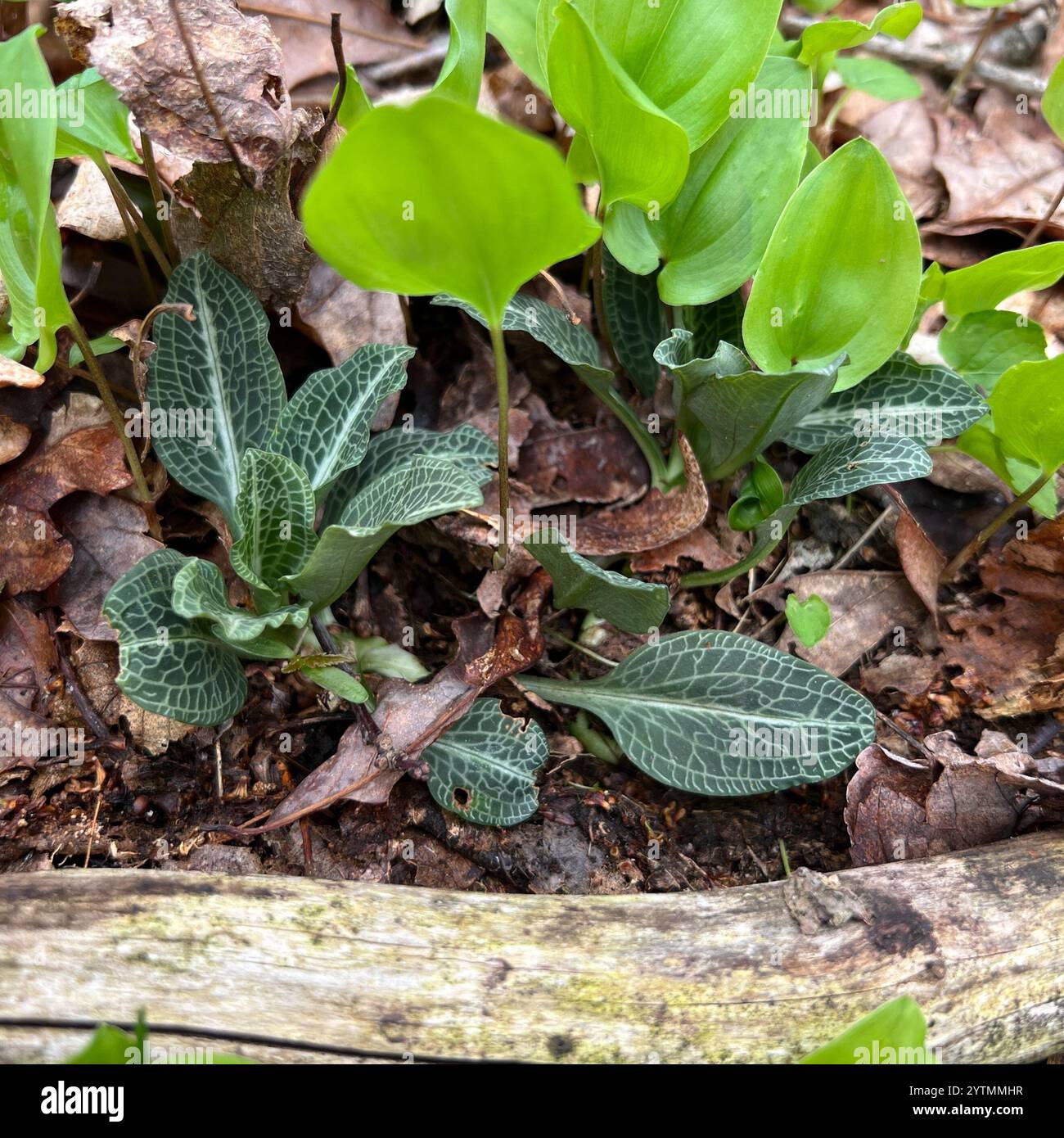 downy rattlesnake plantain (Goodyera pubescens Stock Photo - Alamy