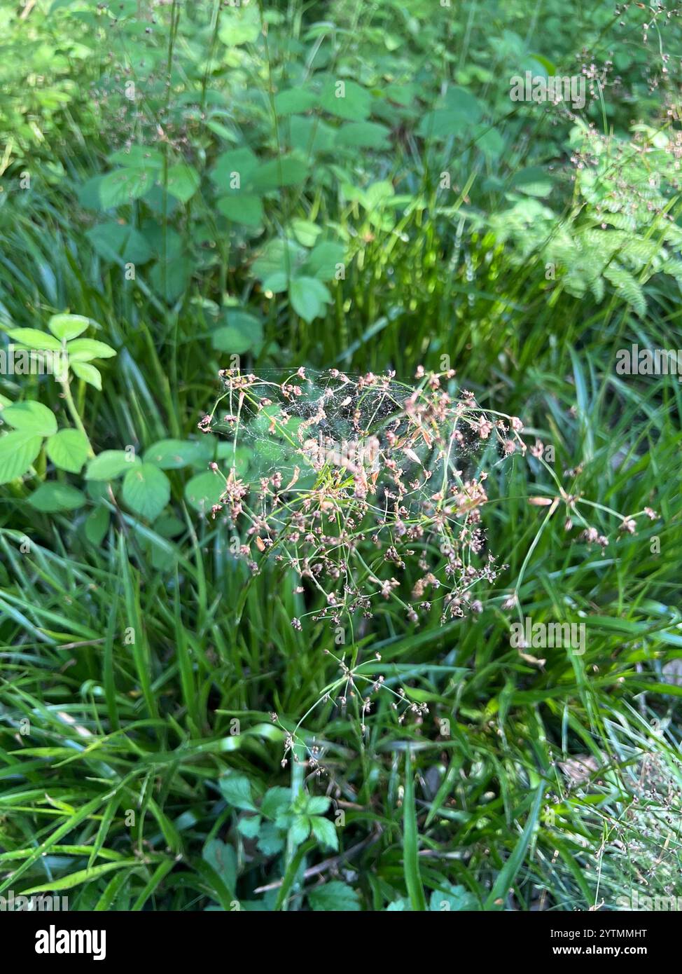 Great Woodrush (Luzula sylvatica Stock Photo - Alamy