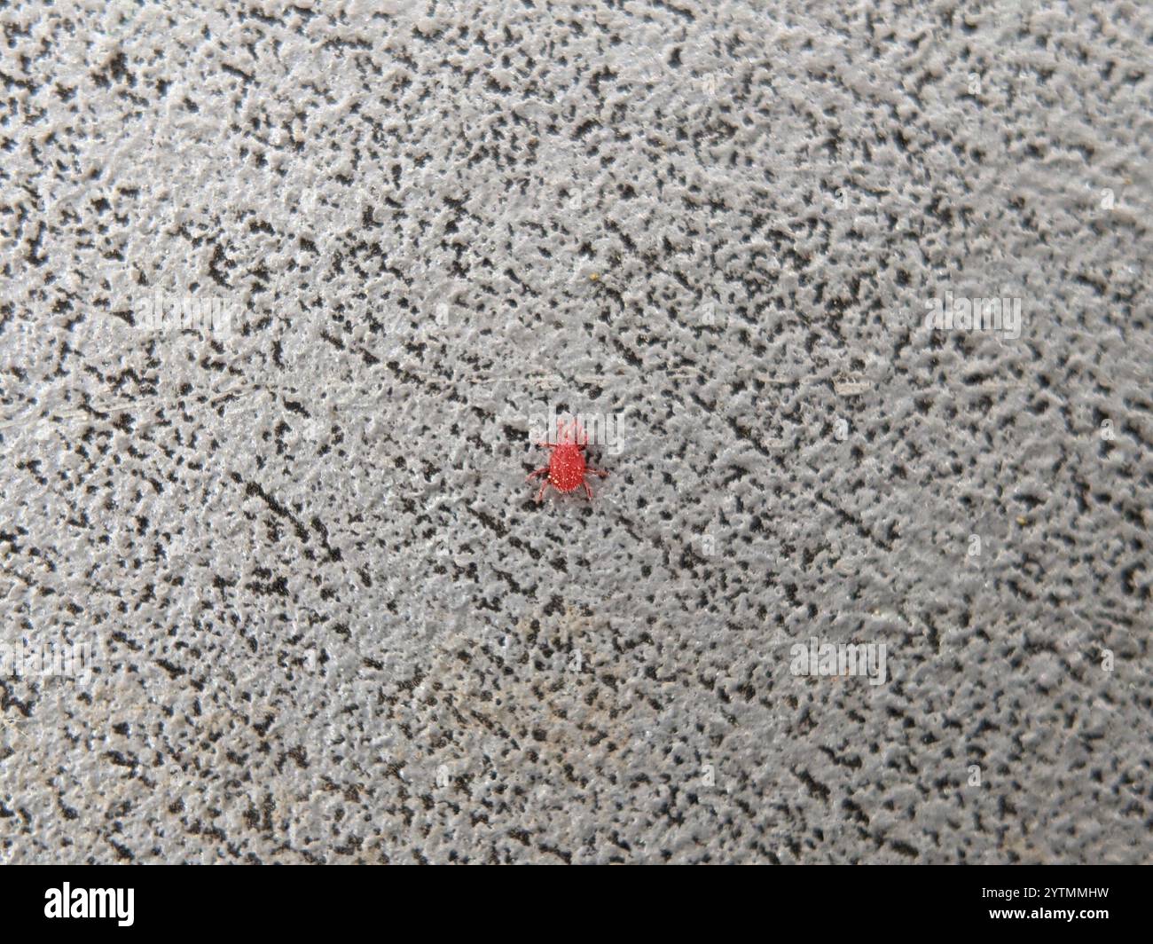 Mites and Ticks (Acari Stock Photo - Alamy