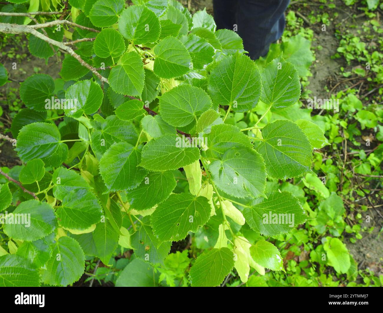 Small-leaved Lime (Tilia cordata Stock Photo - Alamy