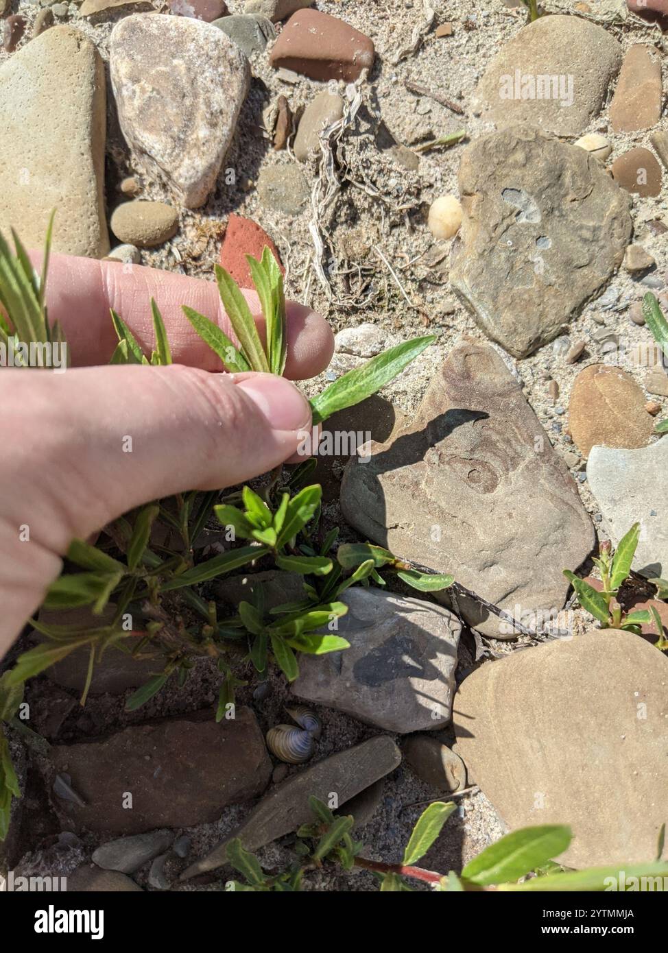 interior sandbar willow (Salix interior Stock Photo - Alamy