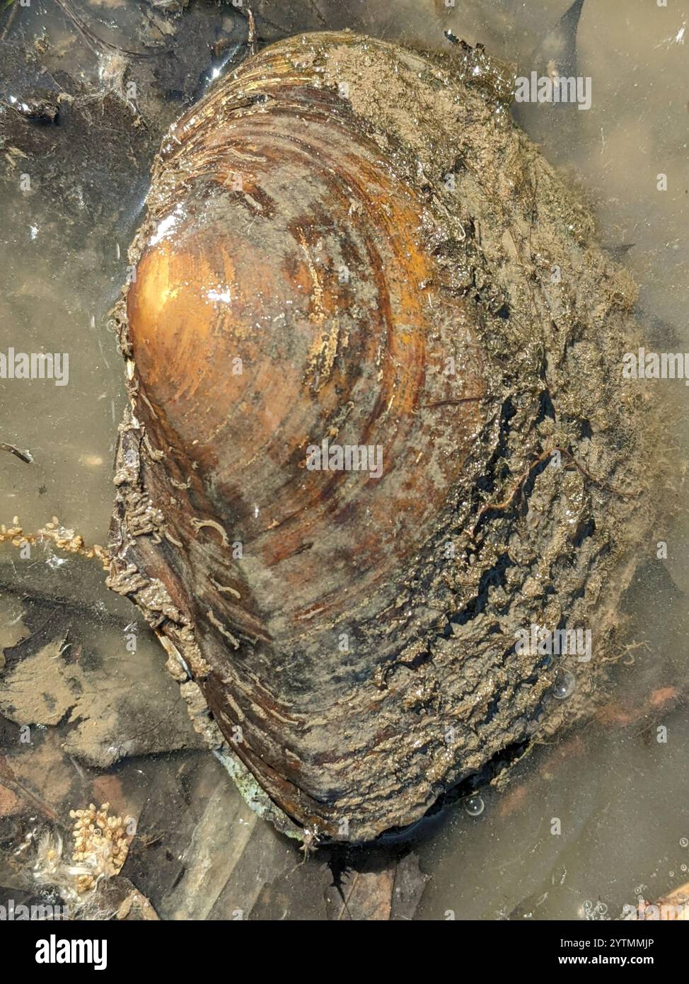 Chinese Pond Mussel (Sinanodonta woodiana Stock Photo - Alamy