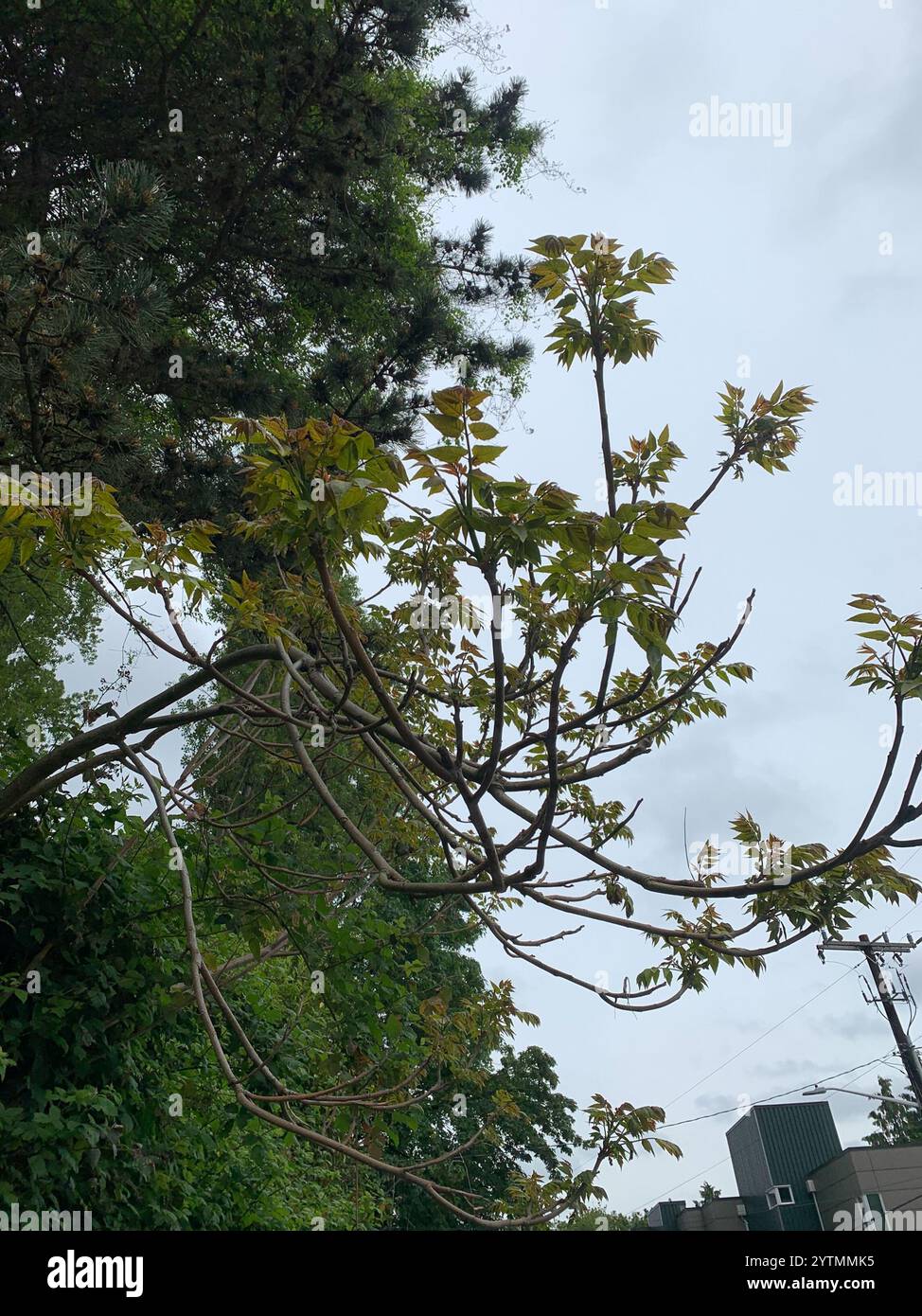 tree-of-heaven (Ailanthus altissima Stock Photo - Alamy
