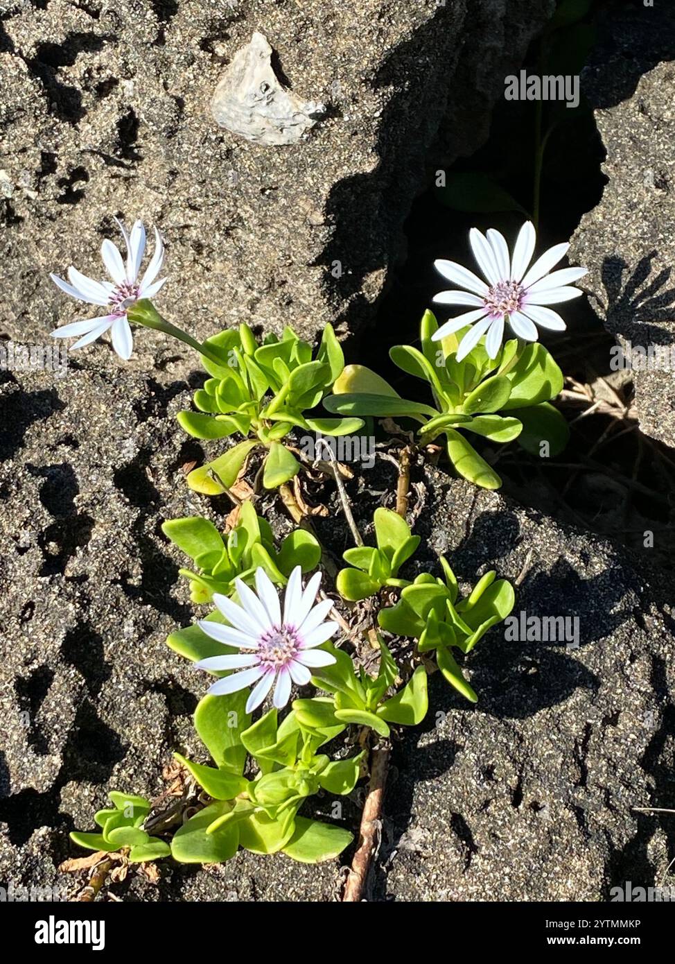 trailing African daisy (Dimorphotheca fruticosa Stock Photo - Alamy
