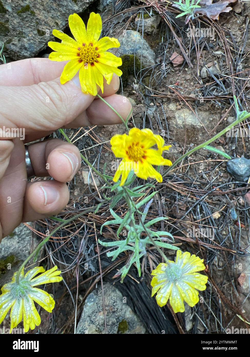 Common Madia (Madia elegans Stock Photo - Alamy