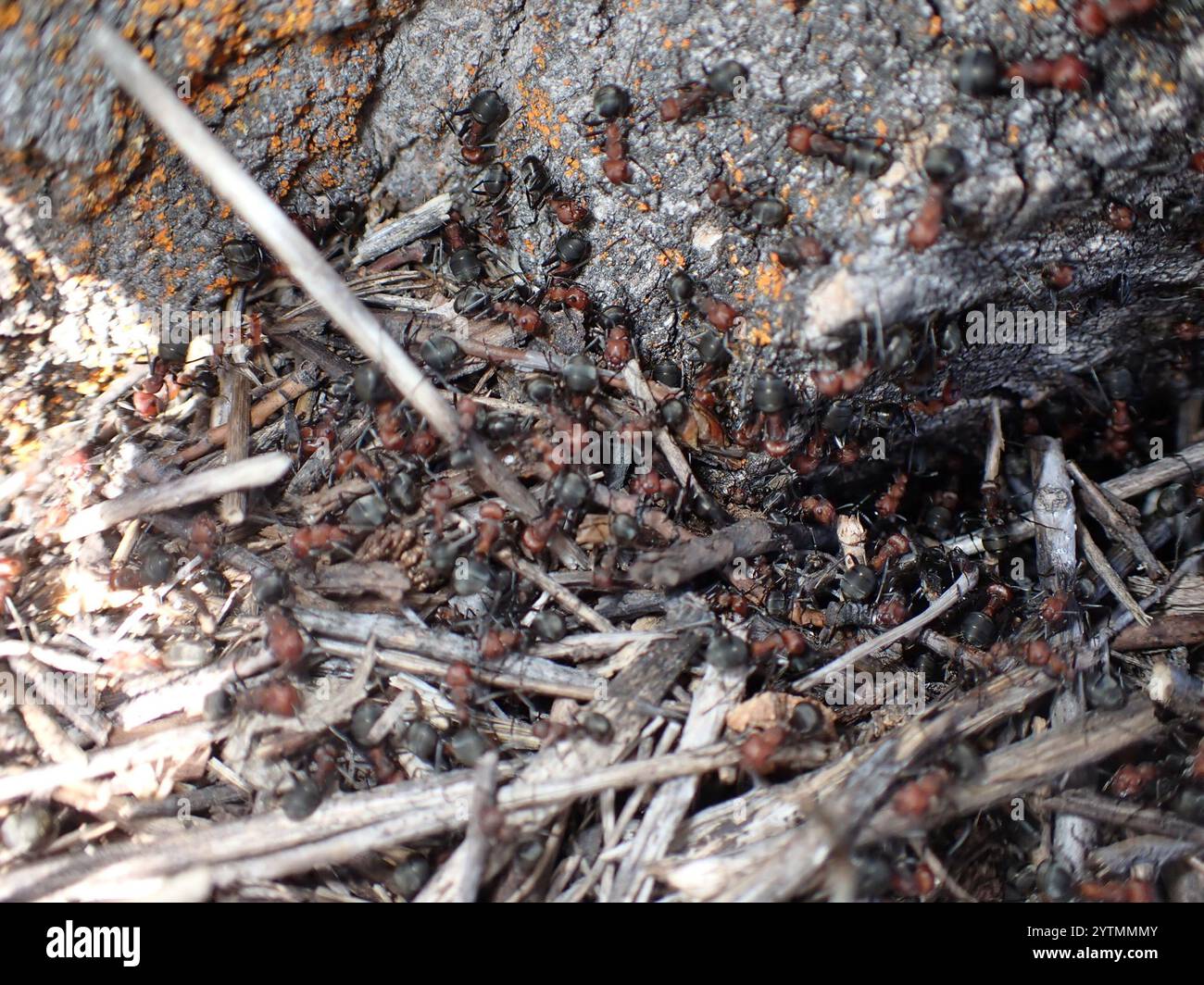 integra-group Field and Mound Ants (Formica integra Stock Photo - Alamy