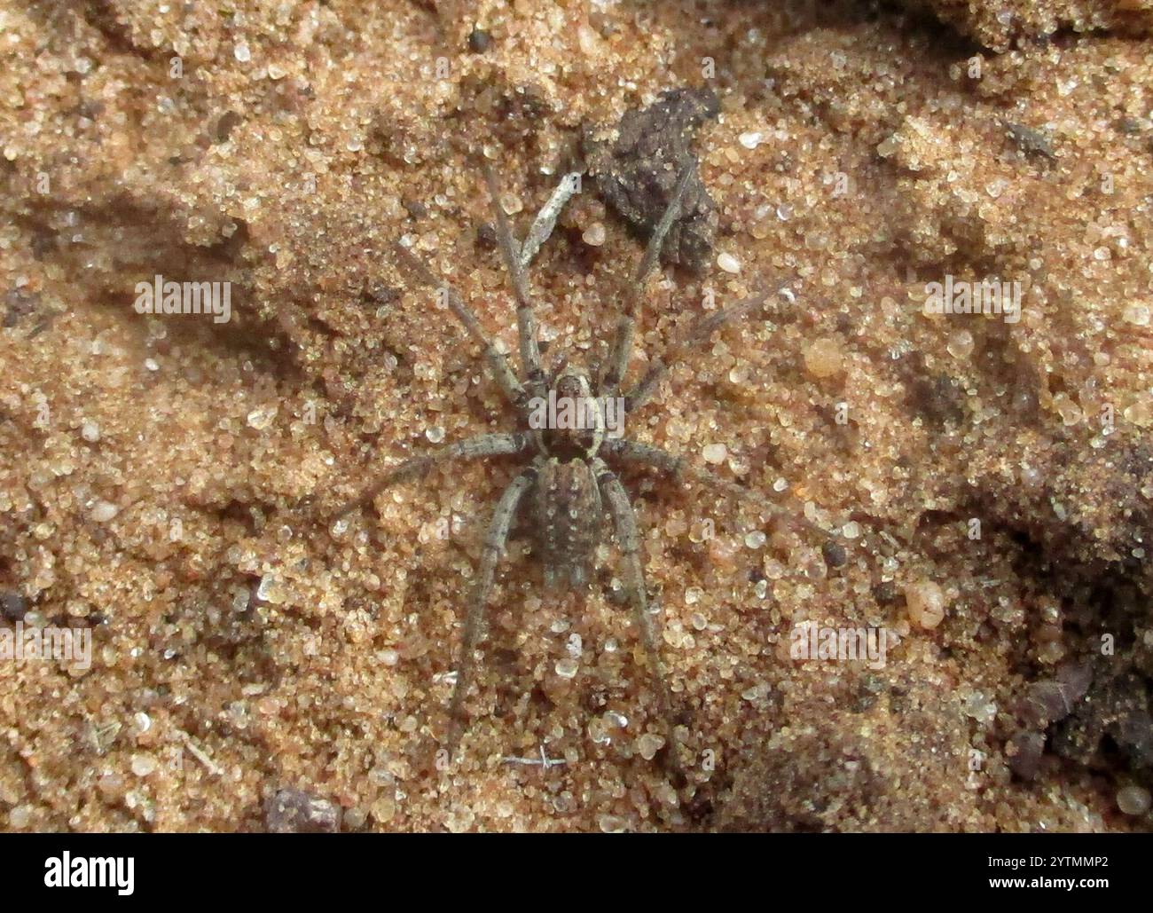 Funnel Weavers (Agelenidae Stock Photo - Alamy