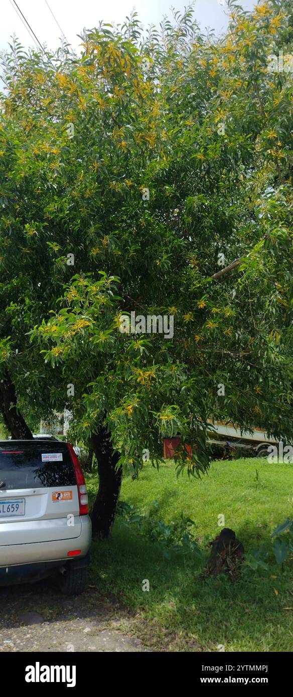 Earpod Wattle (Acacia auriculiformis Stock Photo - Alamy