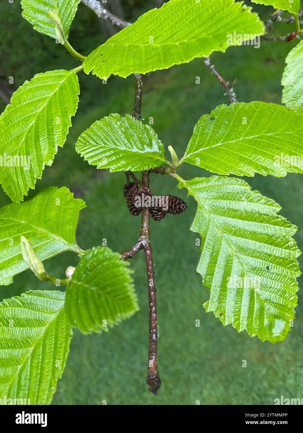 Red Alder (Alnus rubra Stock Photo - Alamy
