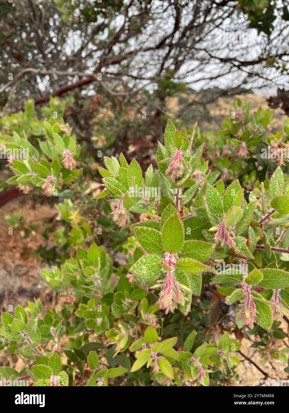 Toro manzanita (Arctostaphylos montereyensis Stock Photo - Alamy