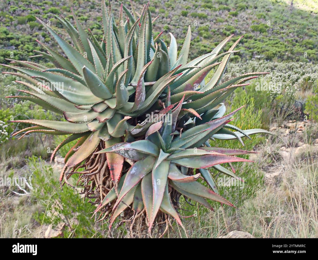 Cape Aloe (Aloe ferox Stock Photo - Alamy