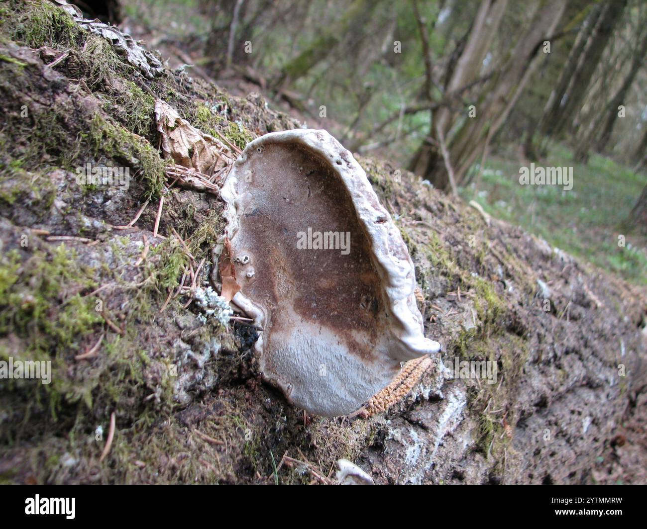 artist's bracket (Ganoderma applanatum Stock Photo - Alamy