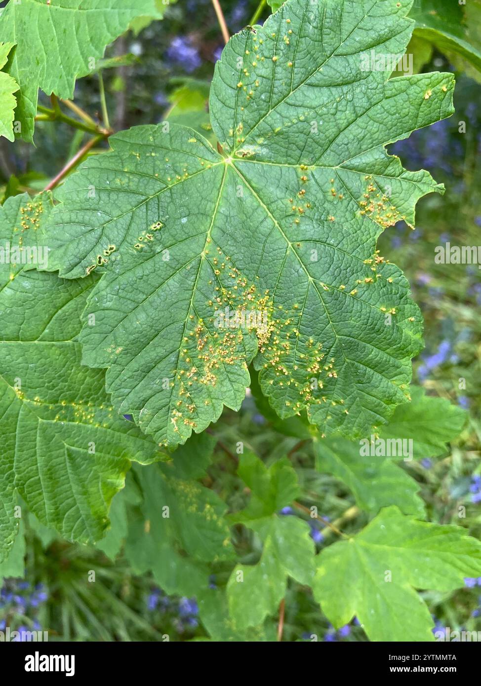Maple gall mite (Aceria macrorhyncha Stock Photo - Alamy