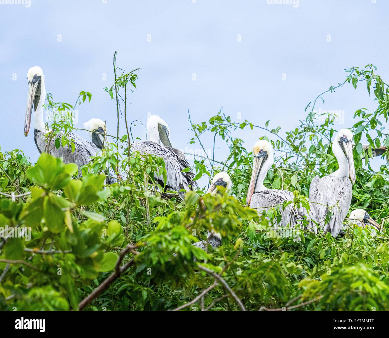 Brown pelican Pelecanus occidentalis - Dominican Republic bird ...