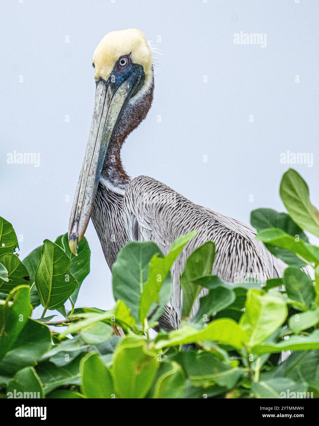 Brown pelican Pelecanus occidentalis - Dominican Republic bird ...