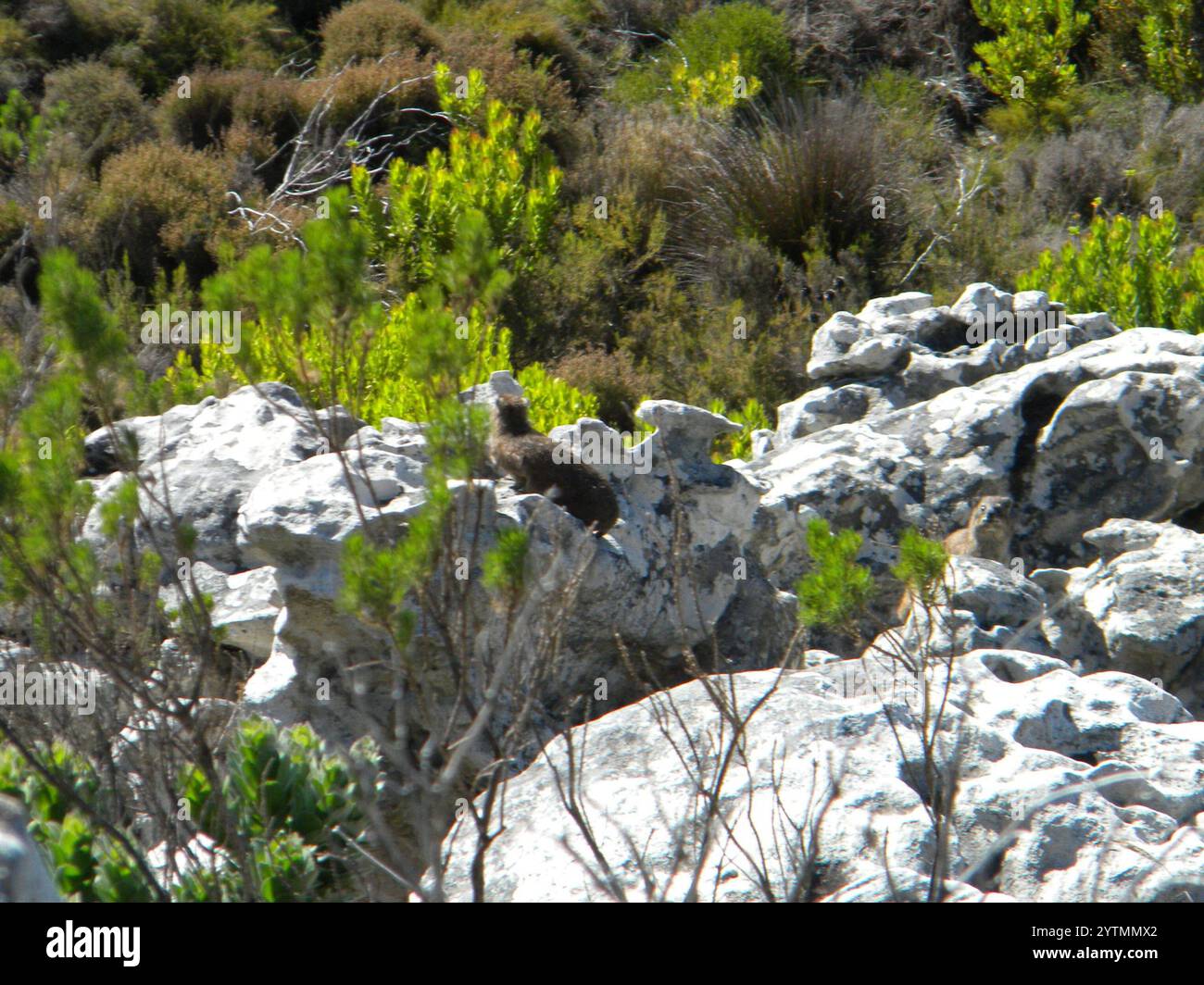 Cape Rock Hyrax (Procavia capensis capensis Stock Photo - Alamy