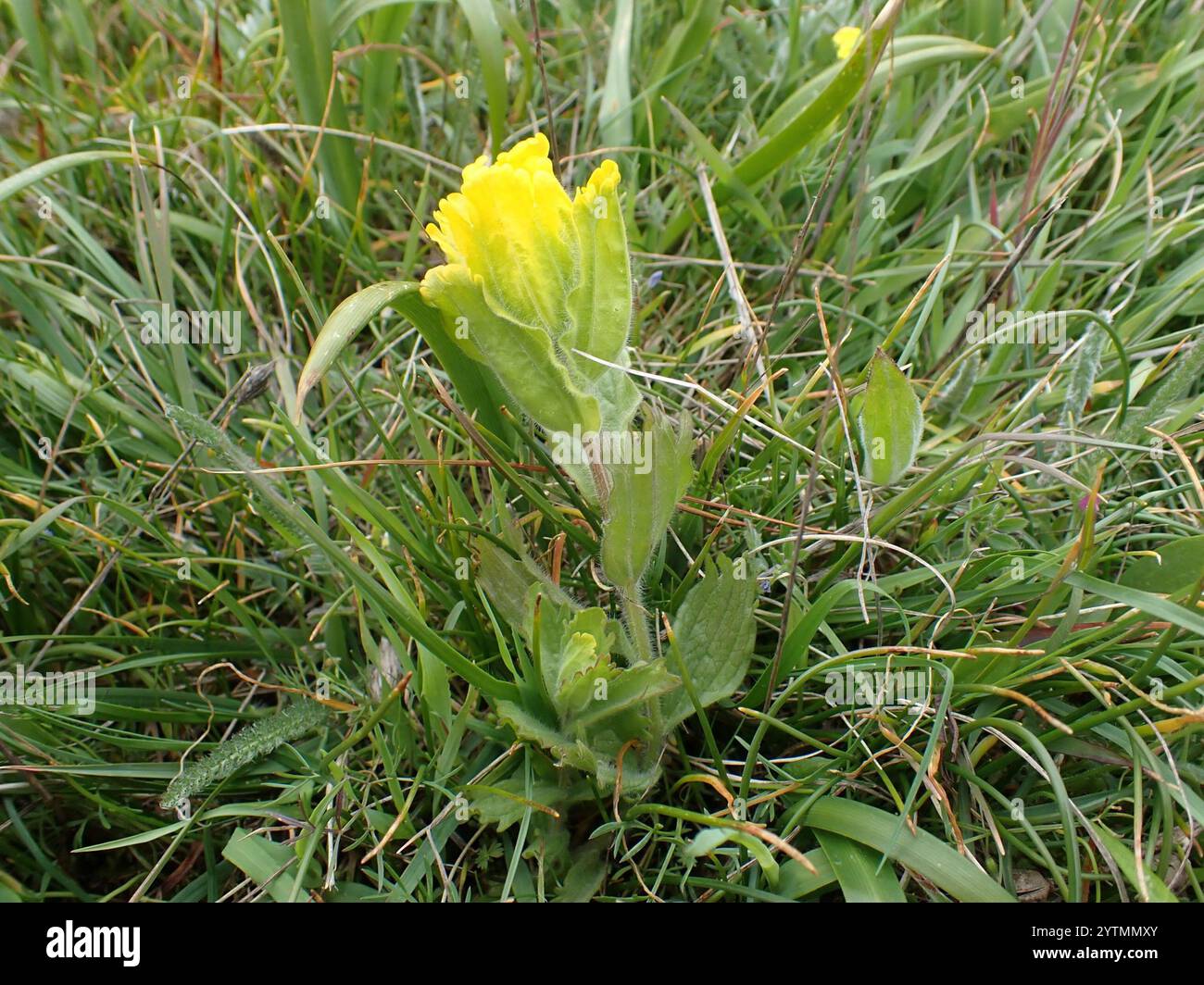 golden Indian paintbrush (Castilleja levisecta Stock Photo - Alamy
