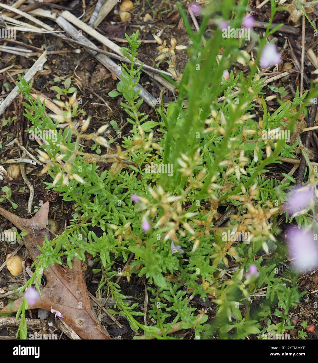 blue toadflax (Nuttallanthus canadensis Stock Photo - Alamy