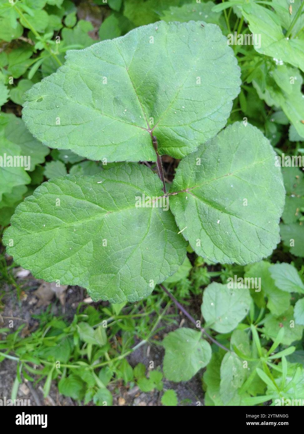 hogweed (Heracleum sphondylium Stock Photo - Alamy